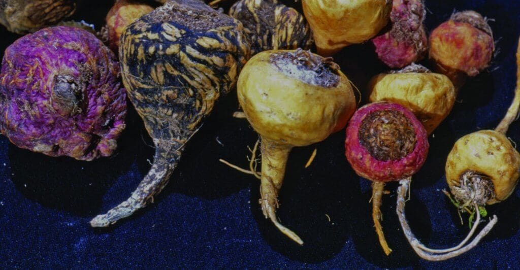 Peruvian Maca Root vs. Chinese Maca Root - Herbs America, Inc.