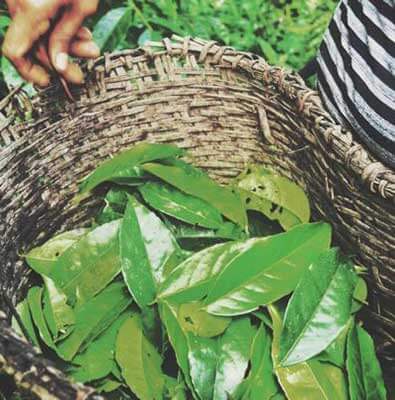 Guayusa One-on-One - Herbs America, Inc.