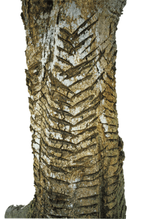 Discover the Health Benefits of Copaiba - Herbs America, Inc.