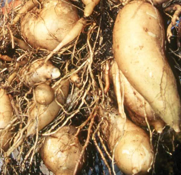 Got Yacon? - Herbs America, Inc.