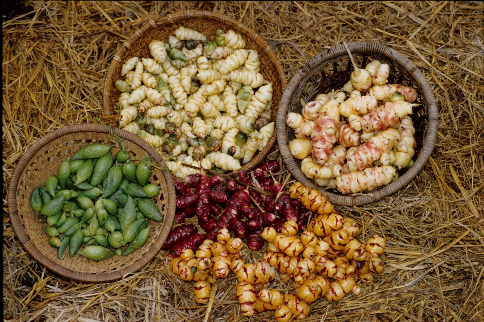 Botanical Exploration - Herbs America, Inc.