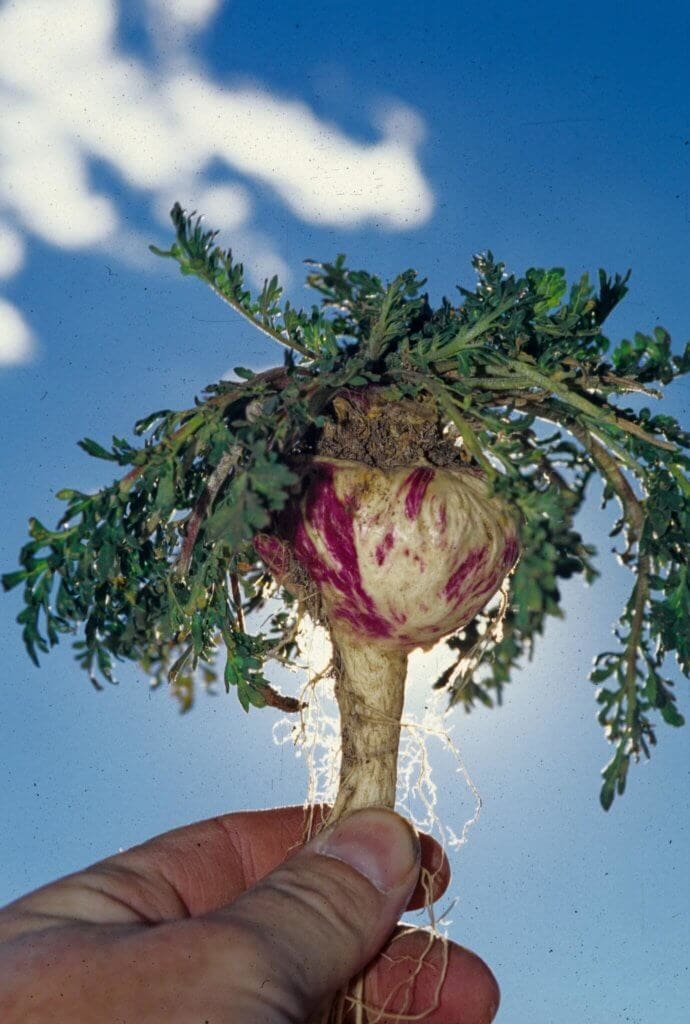 History of the Forgotten Maca Root - Herbs America, Inc.