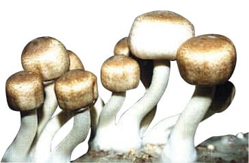 Agaricus blazei muril. The legendary 'Sun Mushroom' of Brazil - Herbs ...