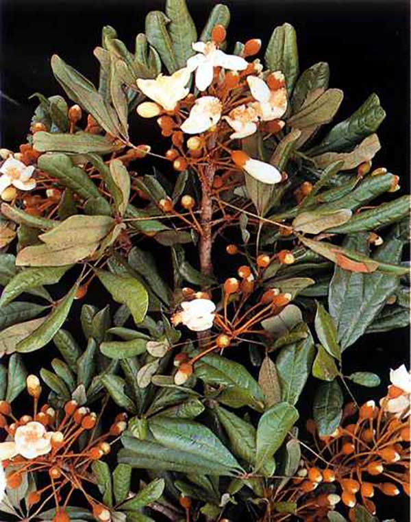 Botanical Encyclopedia - Herbs America, Inc.