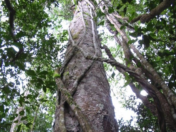 Discover the Health Benefits of Copaiba - Herbs America, Inc.