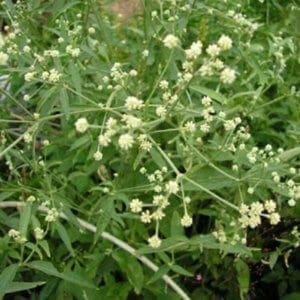 Herbs America - Makers of Maca Magic and Amazon Therapeutics