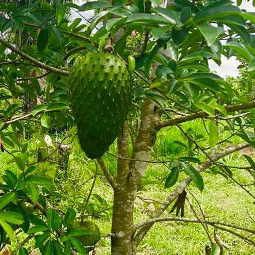 Botanical Encyclopedia - Herbs America, Inc.