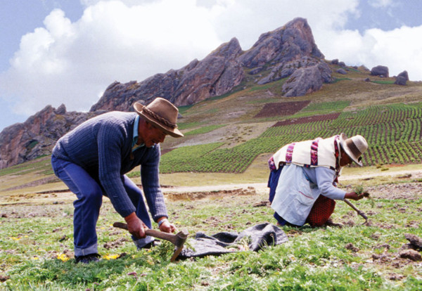 History of the Forgotten Maca Root - Herbs America, Inc.