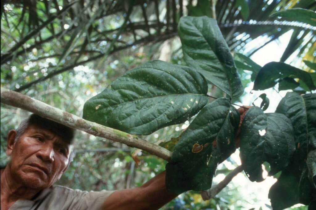 Studies Reveal Possible Benefits of Clavo Huasca - Herbs America, Inc.