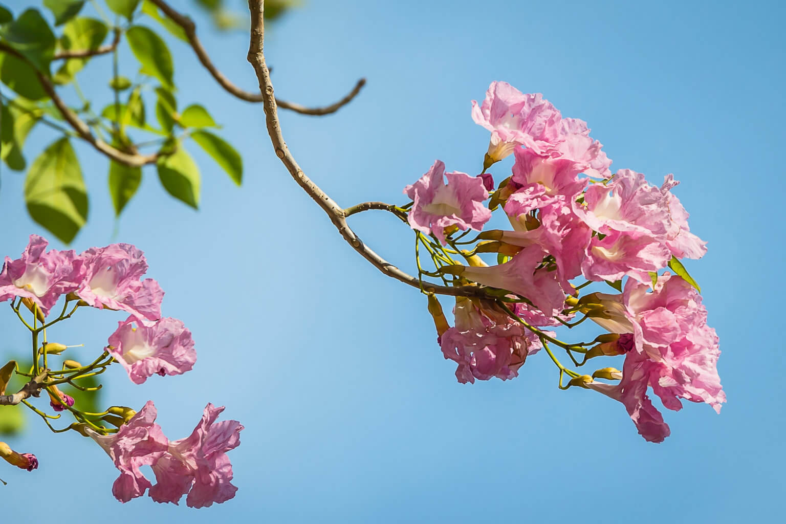 The Tree of Strength and Vigor: Pau d’Arco - Herbs America, Inc.