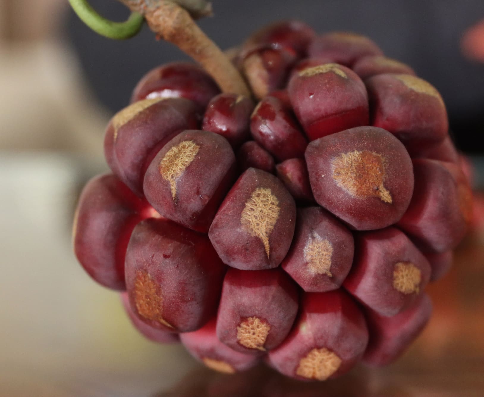 About the Fruit > - Kadsura.com