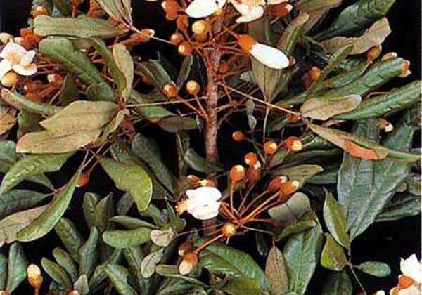 Catuaba - Herbs America, Inc.